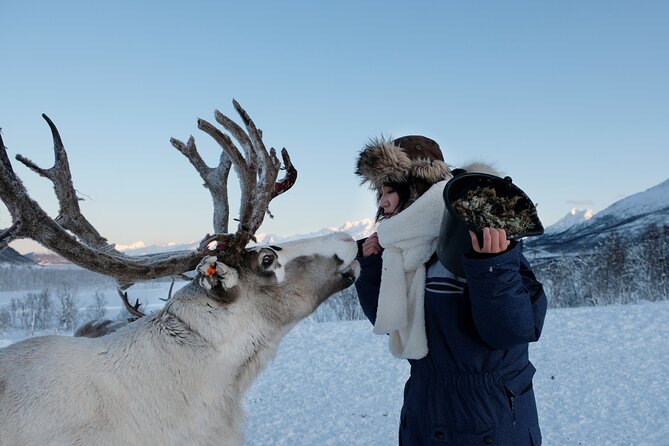 Reindeer Feeding and Sami Culture Afternoon Departure - FAQs