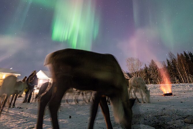 Reindeer Feeding and Sledding, Sami Storytelling Night Tour - FAQ: Common Questions About the Reindeer Feeding and Sami Night Tour