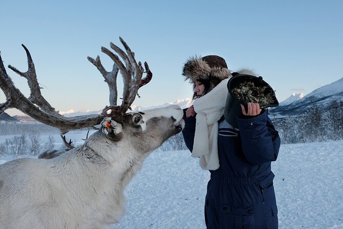 Reindeer Feeding & Saami Culture - Sámi Camp and Reindeer Interaction