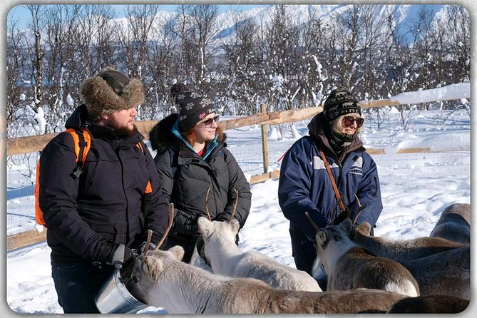 Reindeer Feeding & Saami Culture - Sámi Culture and Lifestyle Insights