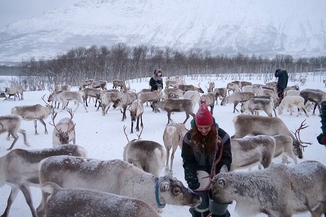 Reindeer Feeding & Saami Culture - Tour Logistics and Booking Details