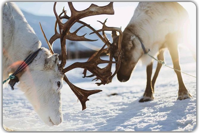 Reindeer Feeding & Saami Culture - Educational Aspects and Cultural Context