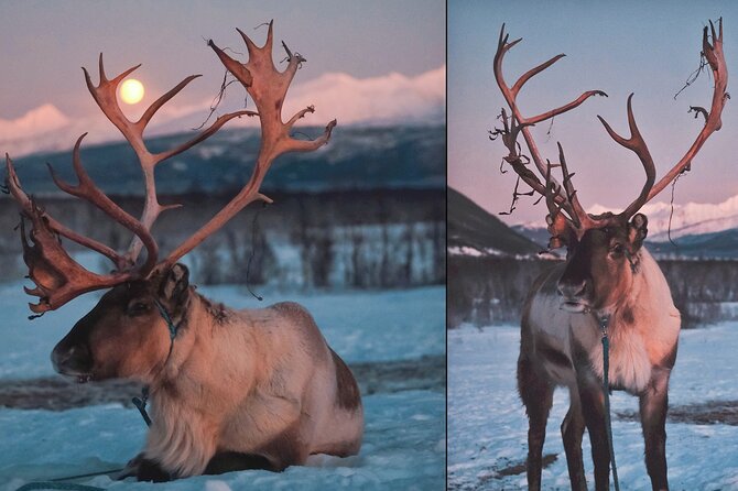 Reindeer Feeding & Saami Culture With Chance for Northern Lights - Saami Camp and Reindeer Feeding