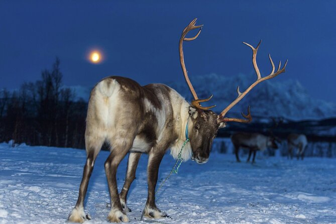 Reindeer Feeding & Saami Culture With Chance for Northern Lights - Opportunity to See the Northern Lights