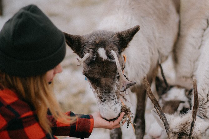 Reindeer Herding and a Snowmobile Slegh Ride - Value and Practicalities