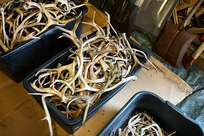 Reindeer Herding and a Snowmobile Slegh Ride - FAQ