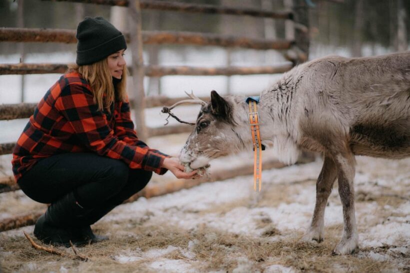 Reindeer Husbandry with Snowmobile Sleigh Ride and Lunch - Exploring the Experience in Detail