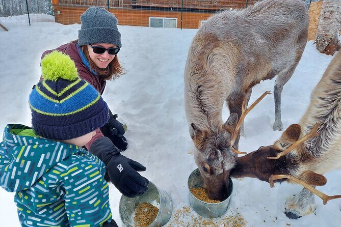 Reindeer Meet and Feed - Talkeetna - Why Choose This Tour?