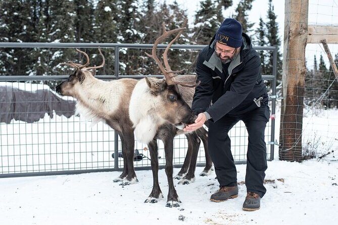 Reindeer Meet and Greet - The Guide and the Setting