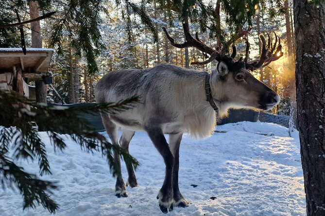 Reindeer Park Adventure (Private Service) - Key Points