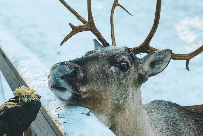 Reindeer Park Adventure (Private Service) - Meeting and Pickup