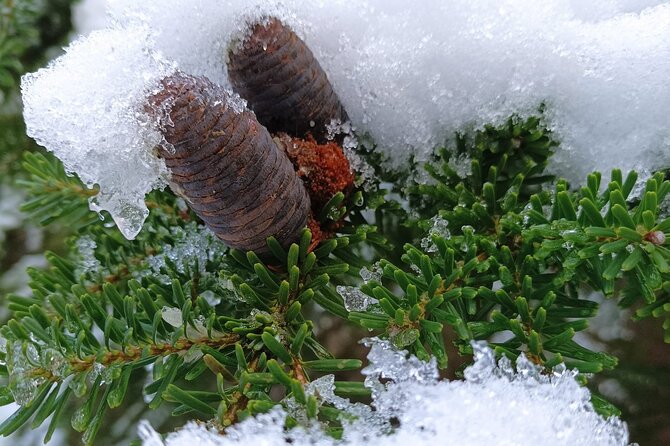 Reindeer Park Adventure VIP Car (private service) - What Travelers Say