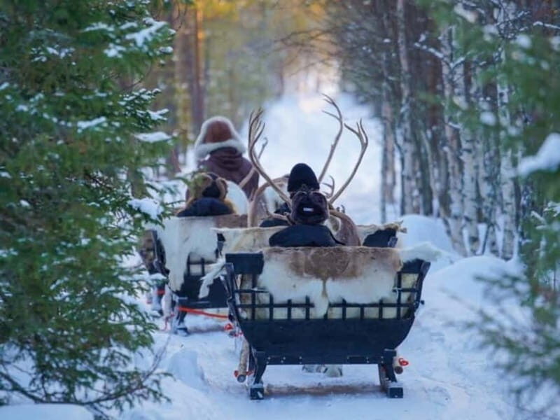 Reindeer Safari at a 200-Year-Old Farm & Long Sled Ride - Key Points