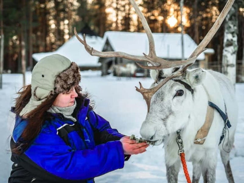 Reindeer Safari at a 200-Year-Old Farm & Long Sled Ride - Discovering the Tradition in Lapland’s Old Reindeer Farm