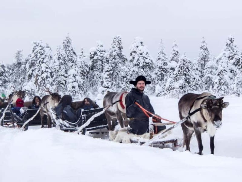 Reindeer Safari at a 200-Year-Old Farm & Long Sled Ride - Getting Up Close with Reindeer