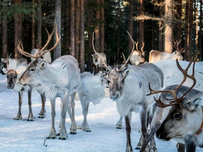 Reindeer Safari at a 200-Year-Old Farm & Long Sled Ride - Concluding Thoughts