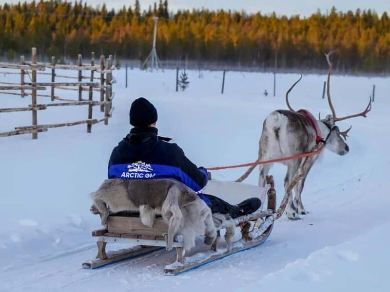 Reindeer Safari at a 200-Year-Old Farm & Long Sled Ride - FAQ
