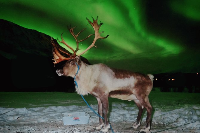 Reindeer Sledding and Feeding With Chance of Northern Lights Tromso - Activities and Highlights