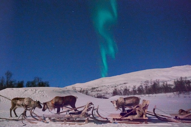 Reindeer Sledding and Feeding With Chance of Northern Lights Tromso - Participant Feedback and Reviews