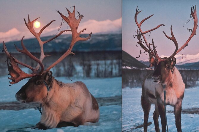 Reindeer Sledding and Feeding With Chance of Northern Lights Tromso - Weather Conditions and Sledding