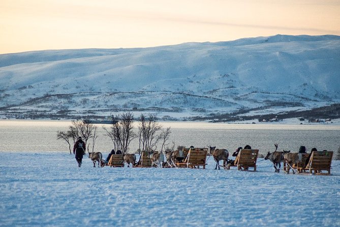 Reindeer Sledding Experience and Sami Culture Tour from Tromso - Who Will Love This Experience?
