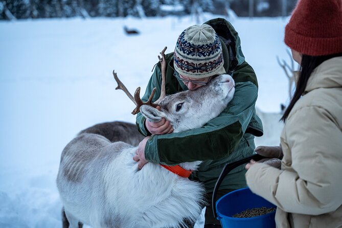 Reindeer Sledding, Feeding And Sami Culture At Reindeer Farm - Participant Experiences and Reviews