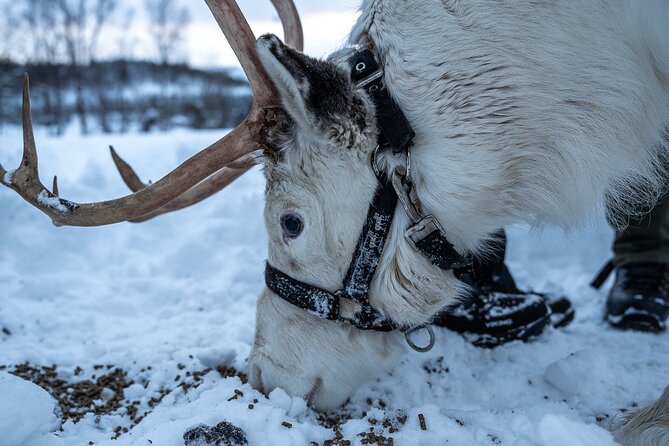 Reindeer Sledding, Feeding And Sami Culture At Reindeer Farm - Highlights of the Activities