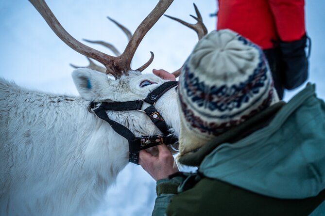 Reindeer Sledding, Feeding And Sami Culture At Reindeer Farm - Recommendations for Participants