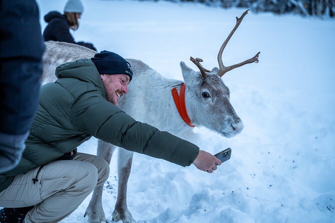 Reindeer Sledding, Feeding And Sami Culture At Reindeer Farm - Preparing for the Tour