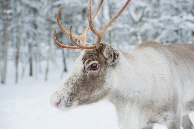 Reindeer Sleigh Ride and Farm Experience From Rovaniemi - Booking and Cancellation Policy