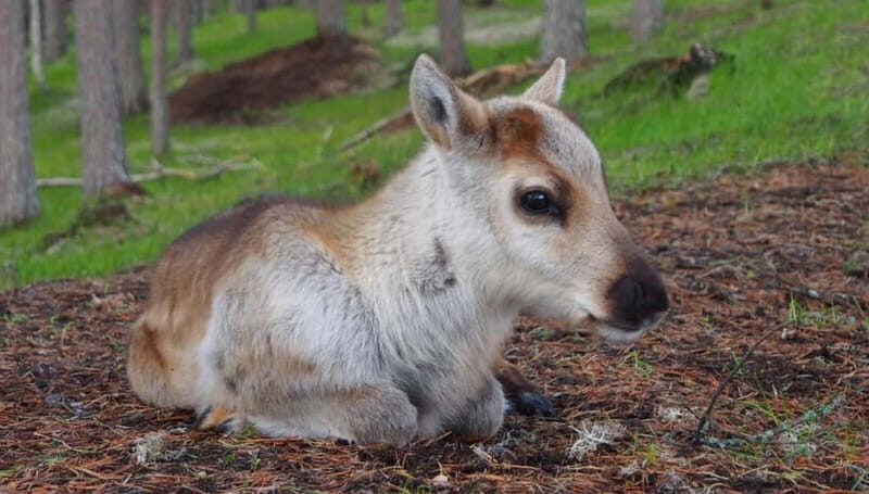 Reindeer Summer Farm Visit at a 200-Year-Old Rovaniemi Farm - An In-Depth Look at the Rovaniemi Reindeer Farm Experience