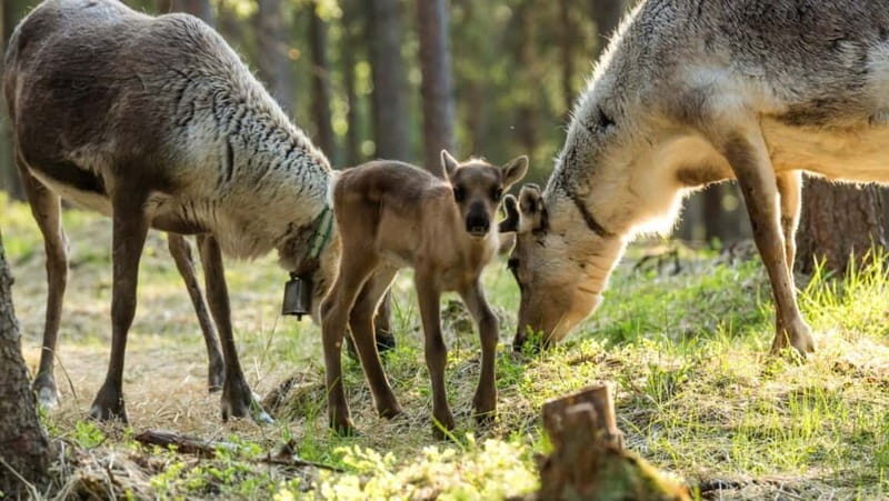 Reindeer Summer Farm Visit at a 200-Year-Old Rovaniemi Farm - Final Thoughts