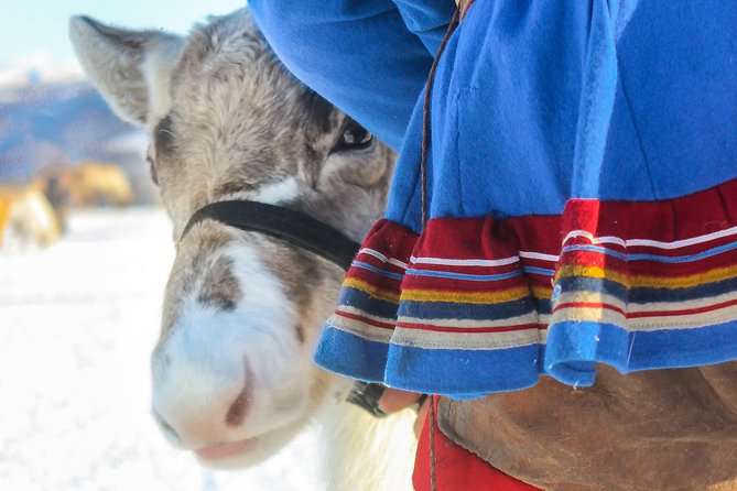 Reindeer visit, and Sami Culture Including Lunch from Tromso - Who Should Consider This Tour?