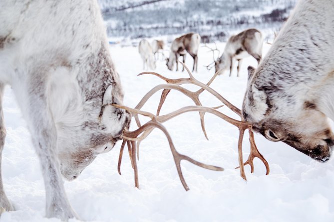 Reindeer visit, and Sami Culture Including Lunch from Tromso - FAQ
