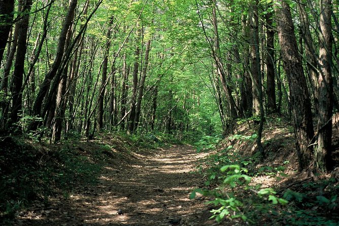 Relax and Refresh in Karuizawa Forest! Shinanoji Down Trekking Around Two People - Trekking Through the Karuizawa Forest