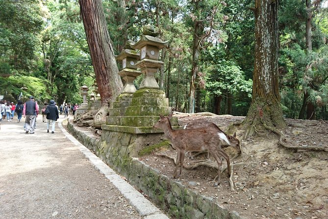 Relax in Nara: Deer Park, Todai-ji Temple and Merchants Town - Itinerary and Inclusions