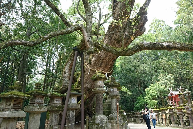 Relax in Nara: Deer Park, Todai-ji Temple and Merchants Town - Taking in Naras Merchant Town