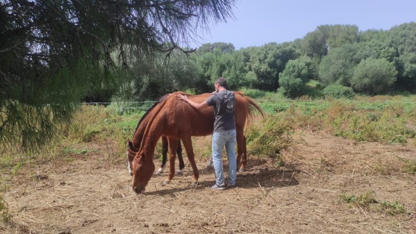 Relax & Mindfulness with Horses in Vejer de la Frontera - Final Thoughts