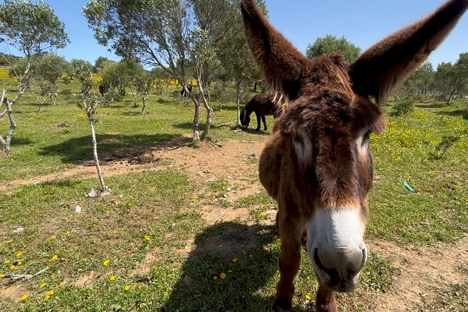 Relaxed E-Bike in the Backroads of Cascais and Sintra - Overview of the E-Bike Tour