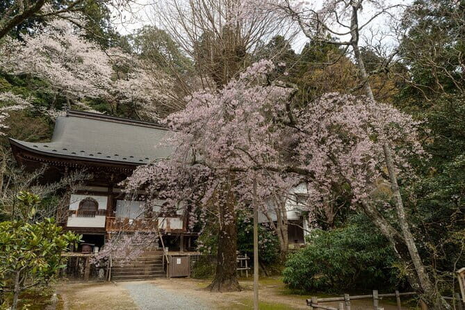 Relaxed Nara tour from Kyoto Hasedera and Muroji Temples - An In-Depth Look at the Experience