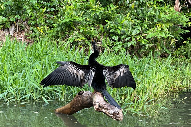 Relaxing Canoe Tour in Tortuguero - Eco-Friendly Transportation