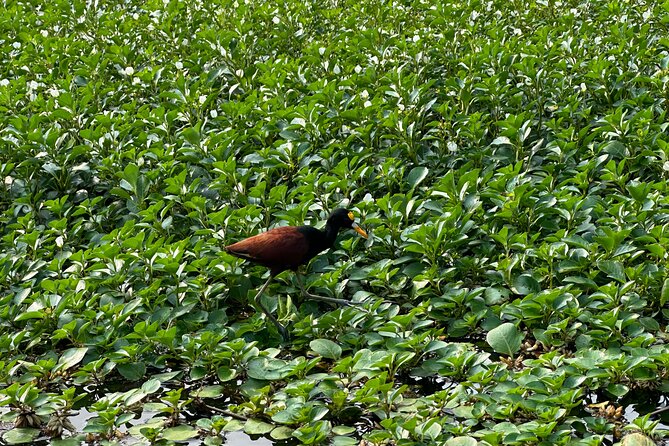 Relaxing Canoe Tour in Tortuguero - Biodiversity in Tortuguero National Park