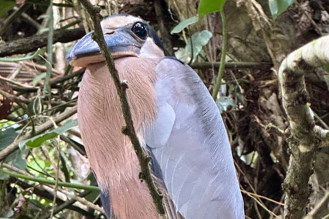 Relaxing Canoe Tour in Tortuguero - Professional Guides