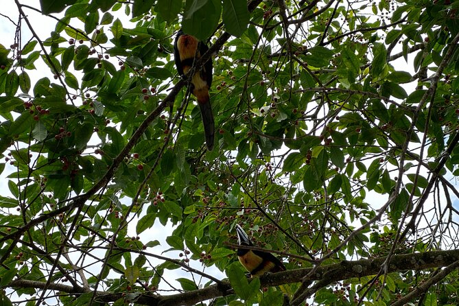Relaxing Canoe Tour in Tortuguero - Personalized Experience