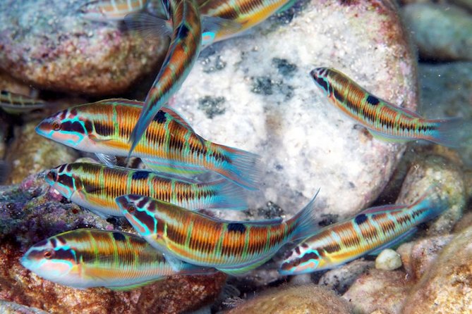Relaxing Snorkeling Tour at the Isola Bella Marine Park Taormina - Exploring Underwater Marvels
