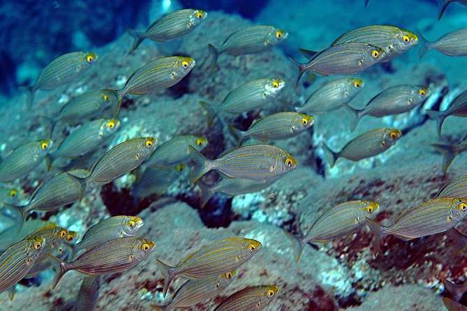 Relaxing Snorkeling Tour at the Isola Bella Marine Park Taormina - Taking in Sicilian Coastal History