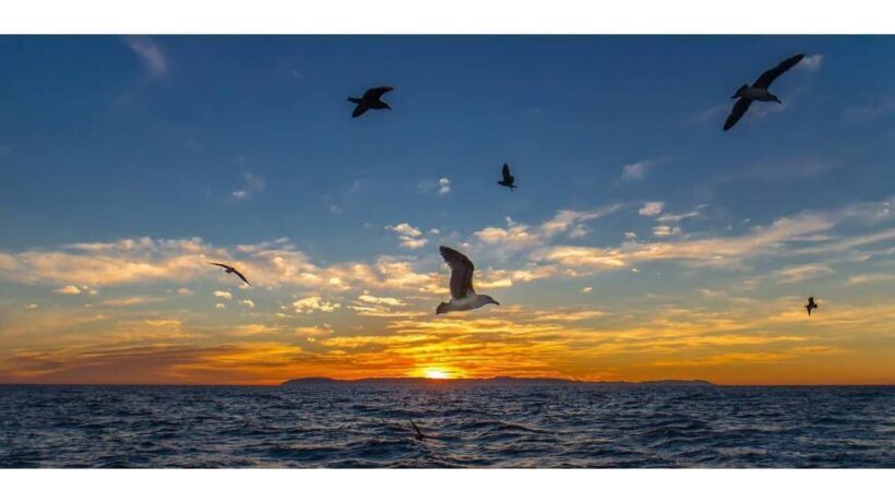 Relaxing Sunset/Evening Cruise in Newport Beach - In-Depth Breakdown of the Itinerary