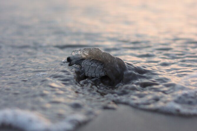 Release of Sea Turtles in Camp Tortuguero - An In-Depth Review of the Sea Turtle Release Tour in Puerto Vallarta