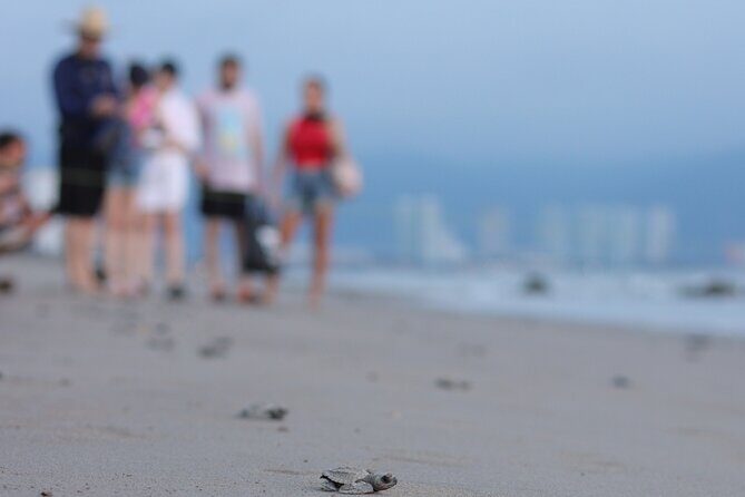 Release of Sea Turtles in Camp Tortuguero - Who Will Love This Experience?