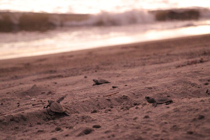 Release of Sea Turtles in Camp Tortuguero - FAQ